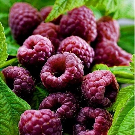 Set 2 Glencoe Thornless Raspberry Plants Live for Planting, Raspberry ...