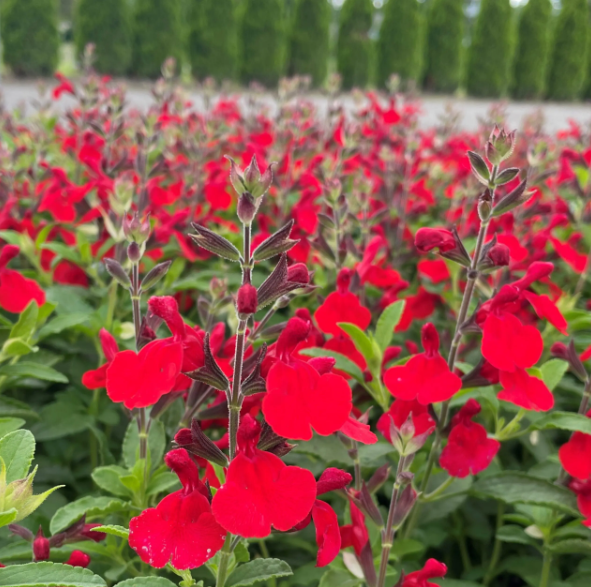 Set 2 Greggii Red Salvia Plants Live for Planting, Fragrant Perennial ...