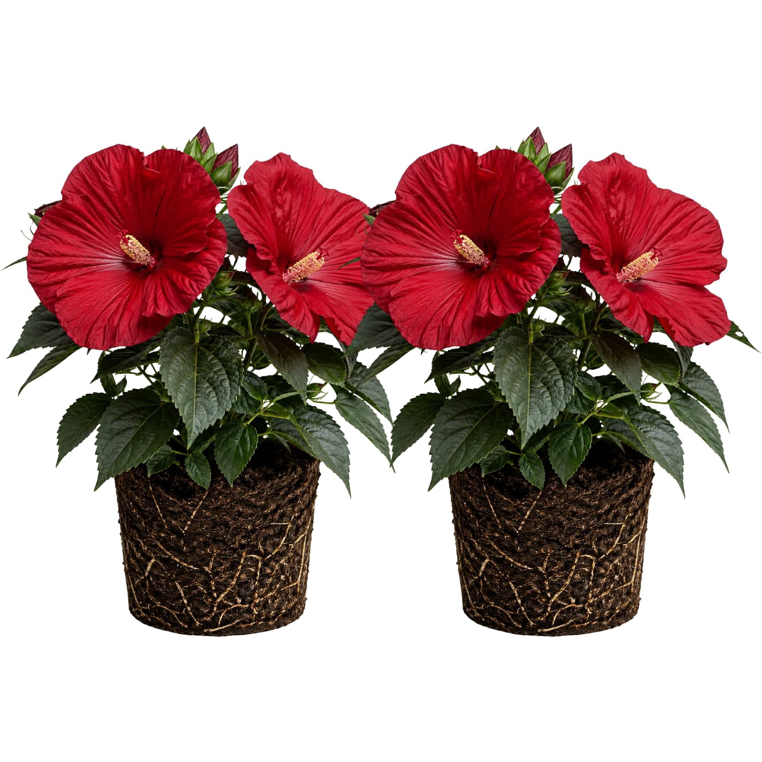 Set 2 Hardy Hibiscus Plants Live, Perennial Hibiscus Flower Trees 5-9 ...