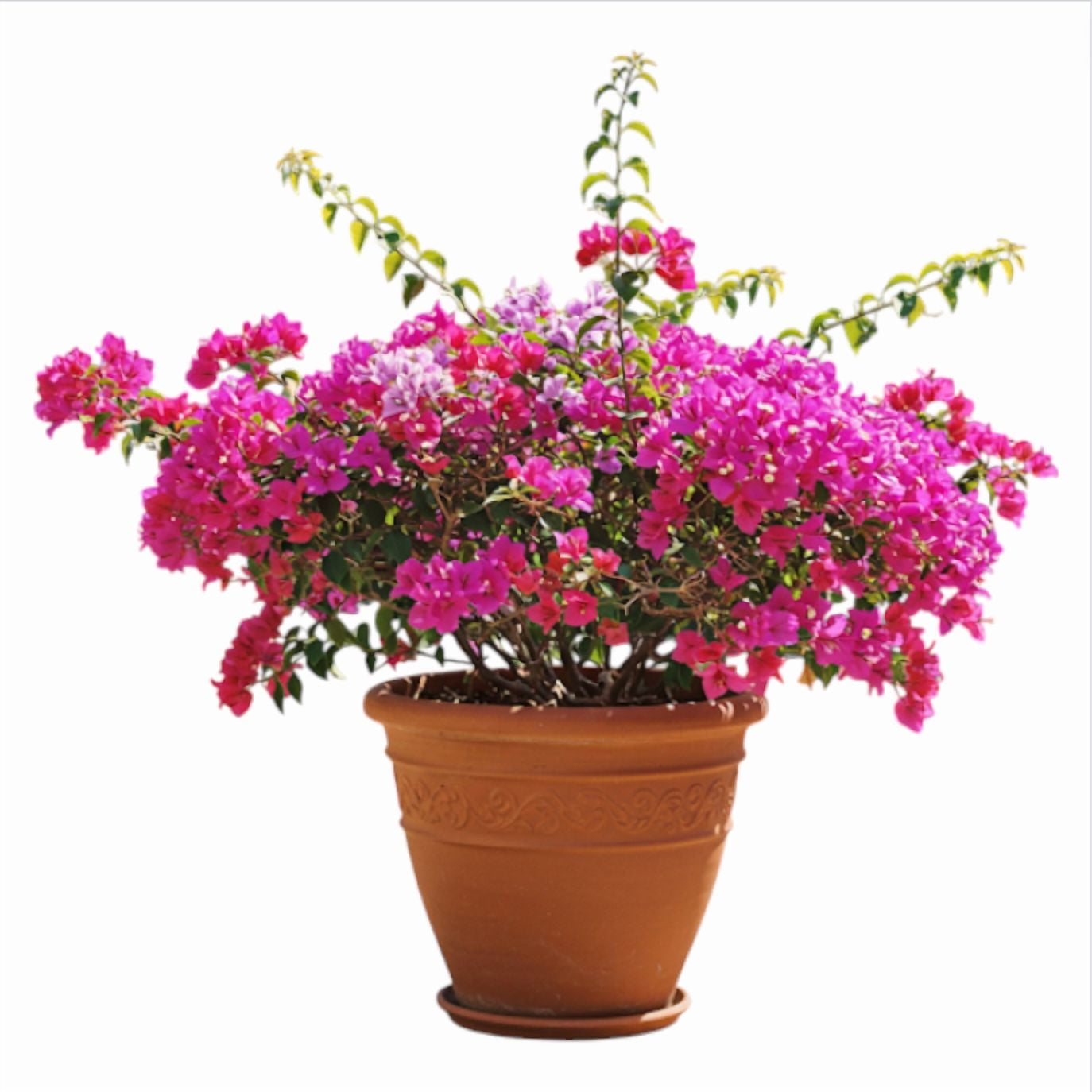 Set 2 Helen Bougainvillea Live Starter Plants for Planting, Pink Flower ...