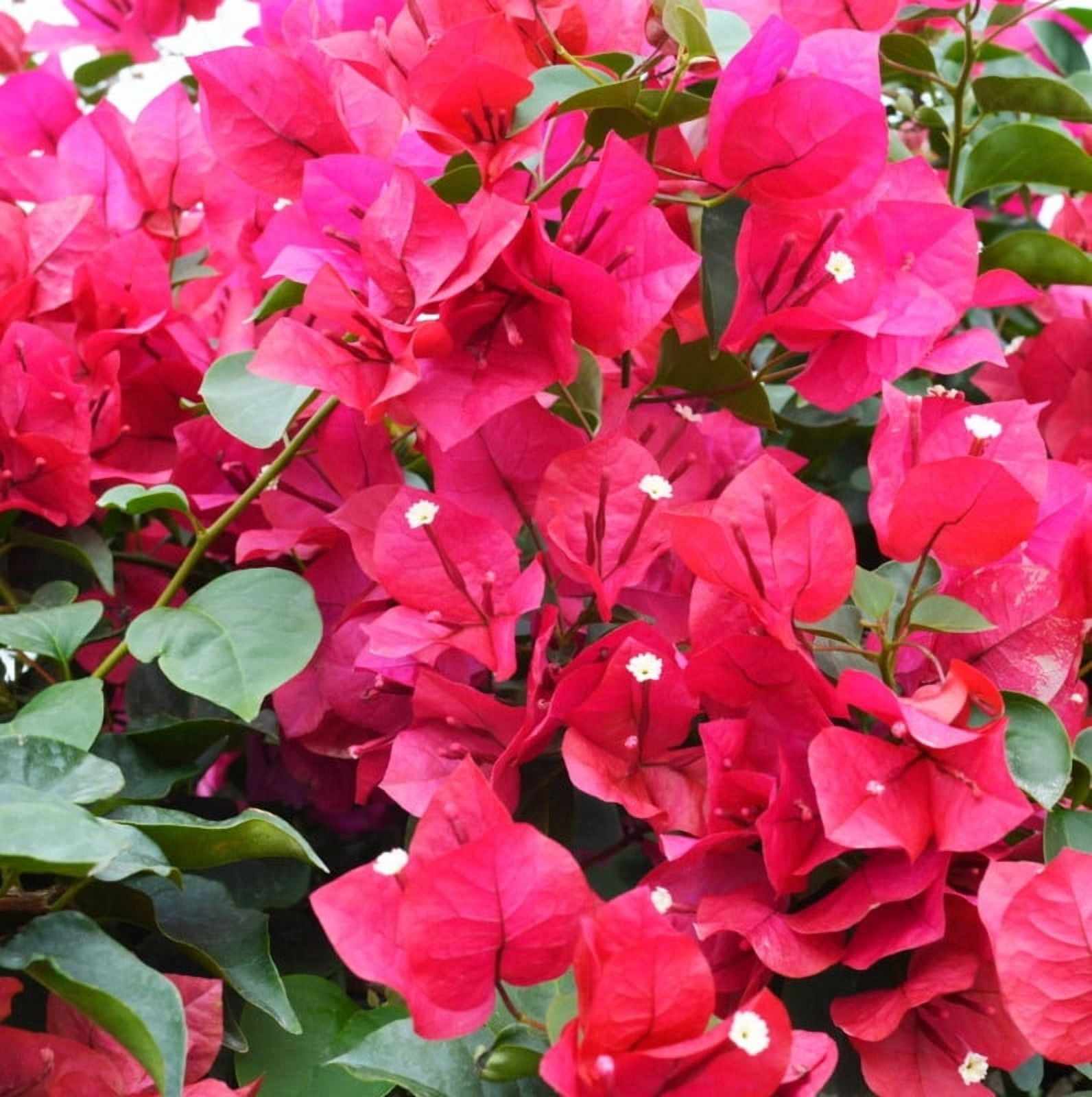 Set 2 Helen Bougainvillea Plants 4-7" Tall for Planting, Pink ...