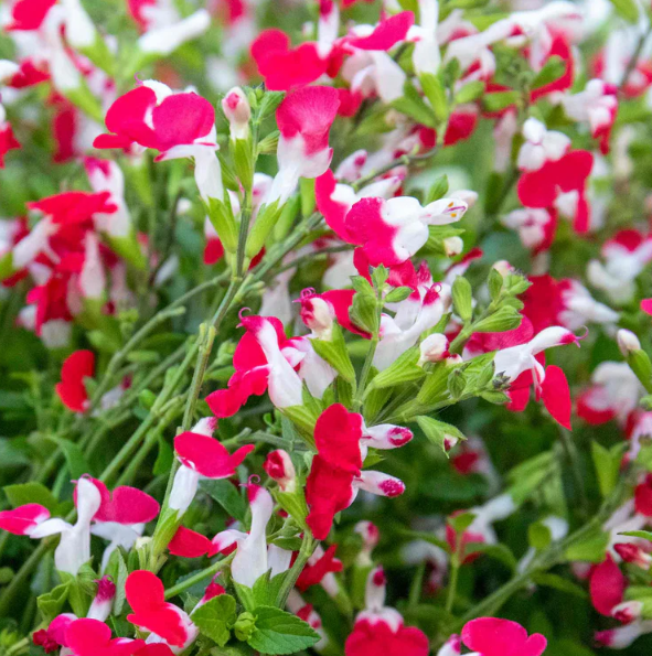 Set 2 Hot Lips Salvia Plants Live for Planting, Fragrant Perennial Sage ...