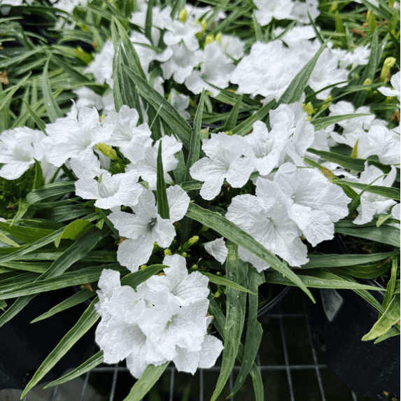 Set 2 Katie's Dwarf White Ruellia Live Plants, White Katie's Dwarf ...