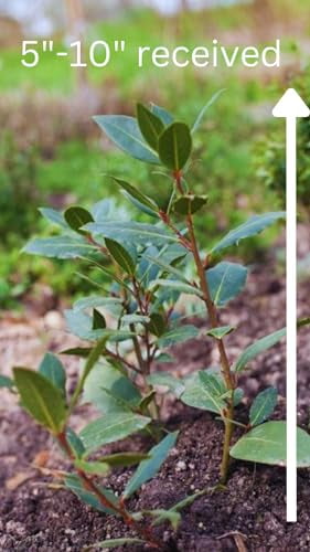 Set 2 Laurus Nobilis Bay Leaf Trees Live Plants, 5 to 7 Inc Tall Bay ...