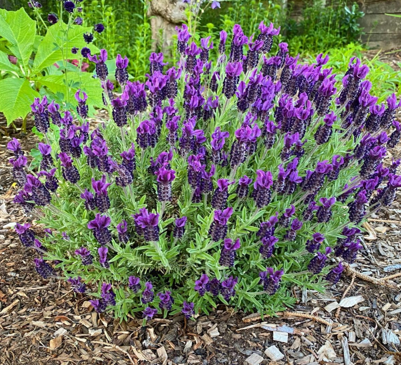 Set 2 Lavender Spanish Plants Live, Fragrant Lavender Flowering Herb ...