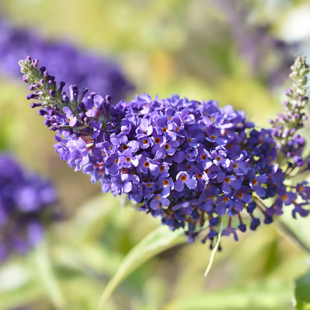 Set 2 Light Blue Butterfly Bush Live Plants, Perennial Buddleia ...