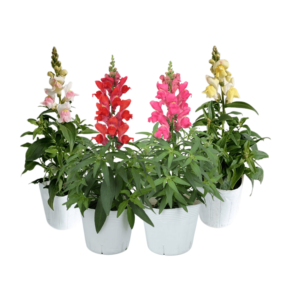 Set 2 Live Mix Snapdragon Plant in Pot, Multicolor Snapdragon Flowers ...