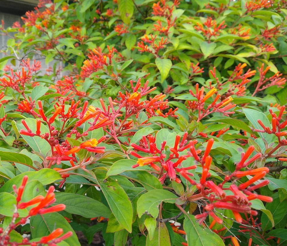 Set 2 Mexican Firebush Live Plants 4-7" Tall for Planting - Hamelia ...