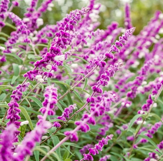 Set 2 Mexican Sage Salvia Plants Live for Planting, Fragrant Perennial ...