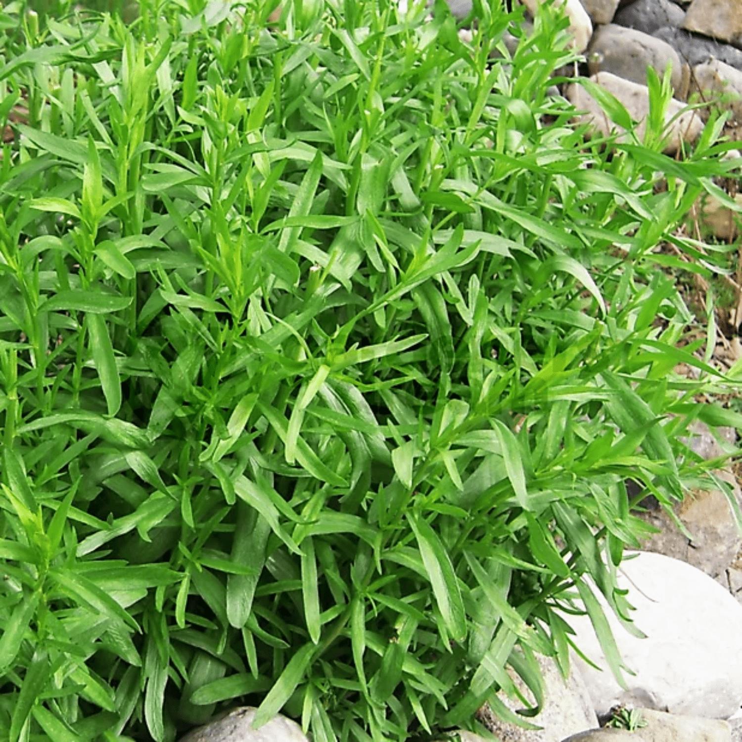 Set 2 Mexican Tarragon Herb Seedlings, 4-8 Inch Tall Live Tarragon ...