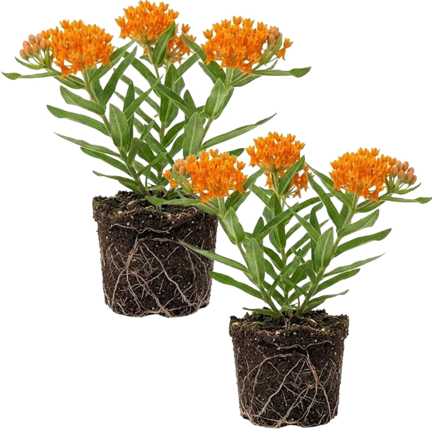 Set 2 Orange Milkweed Plants Live, 5-8" Tall Perennial Butterfly ...