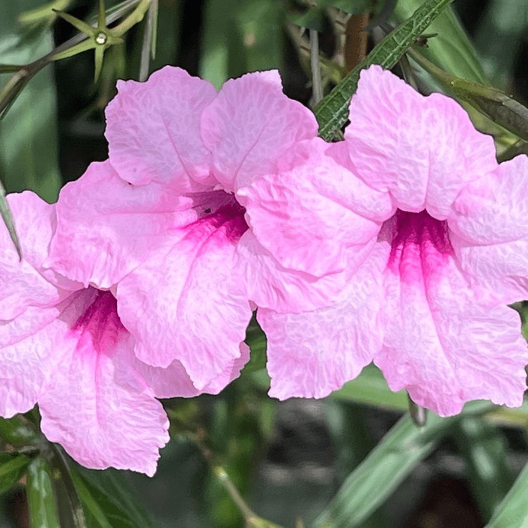 Set 2 Pink Mexican Petunias Live Plants, 6 to 9 Inch Tall Mexican ...
