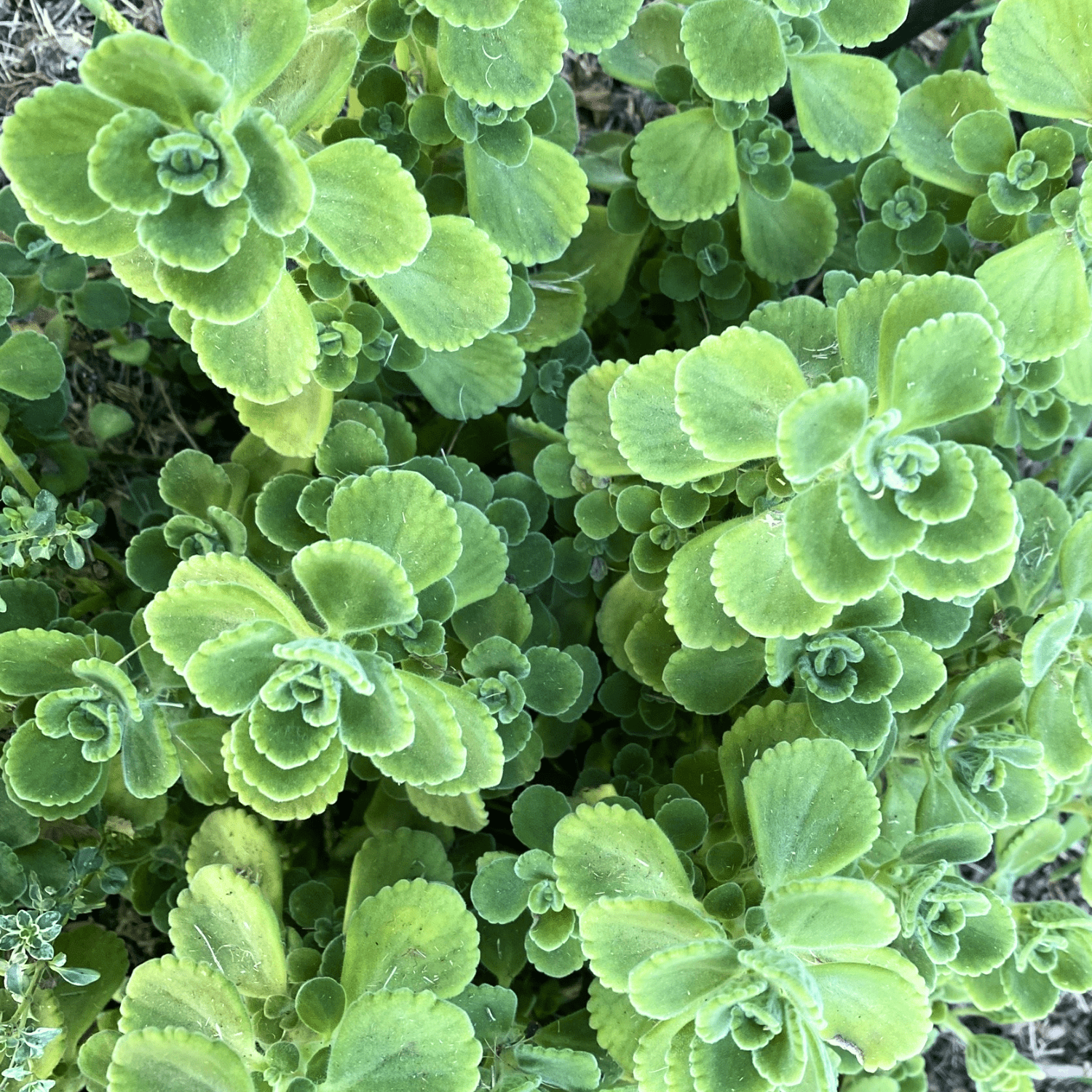 Set 2 Plectranthus Vick Plant Live, Vick Herb Plant, 4-6 Inch Tall for ...