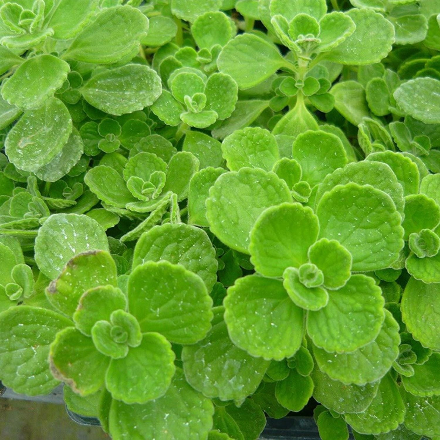 Set 2 Plectranthus Vick Plant Live, Vick Herb Plant, 4-6 Inch Tall for ...