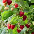 Set 2 Pots Red Raspberry Plants Live for Planting Outdoor, 3 Inch Pot ...
