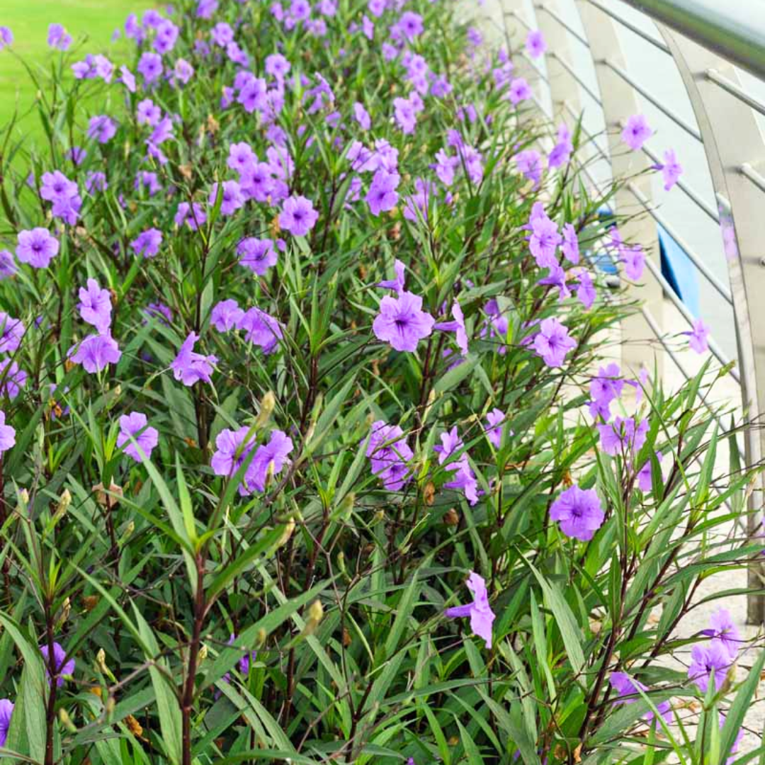Set 2 Dwarf Purple Mexican Petunias Live Plants, 6 to 10 Inches ...