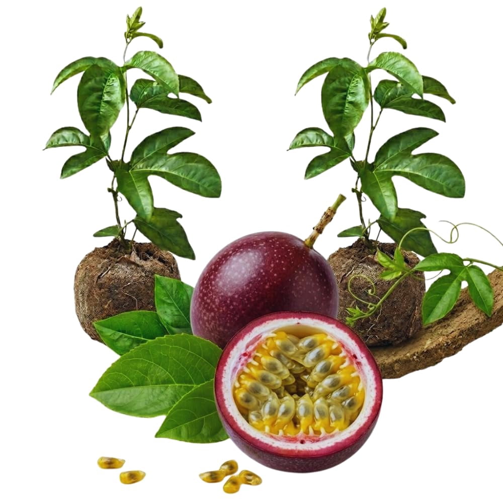 Set 2 Purple Passion Fruit Plants Live, Passionfruit Live Plant, 4 ...