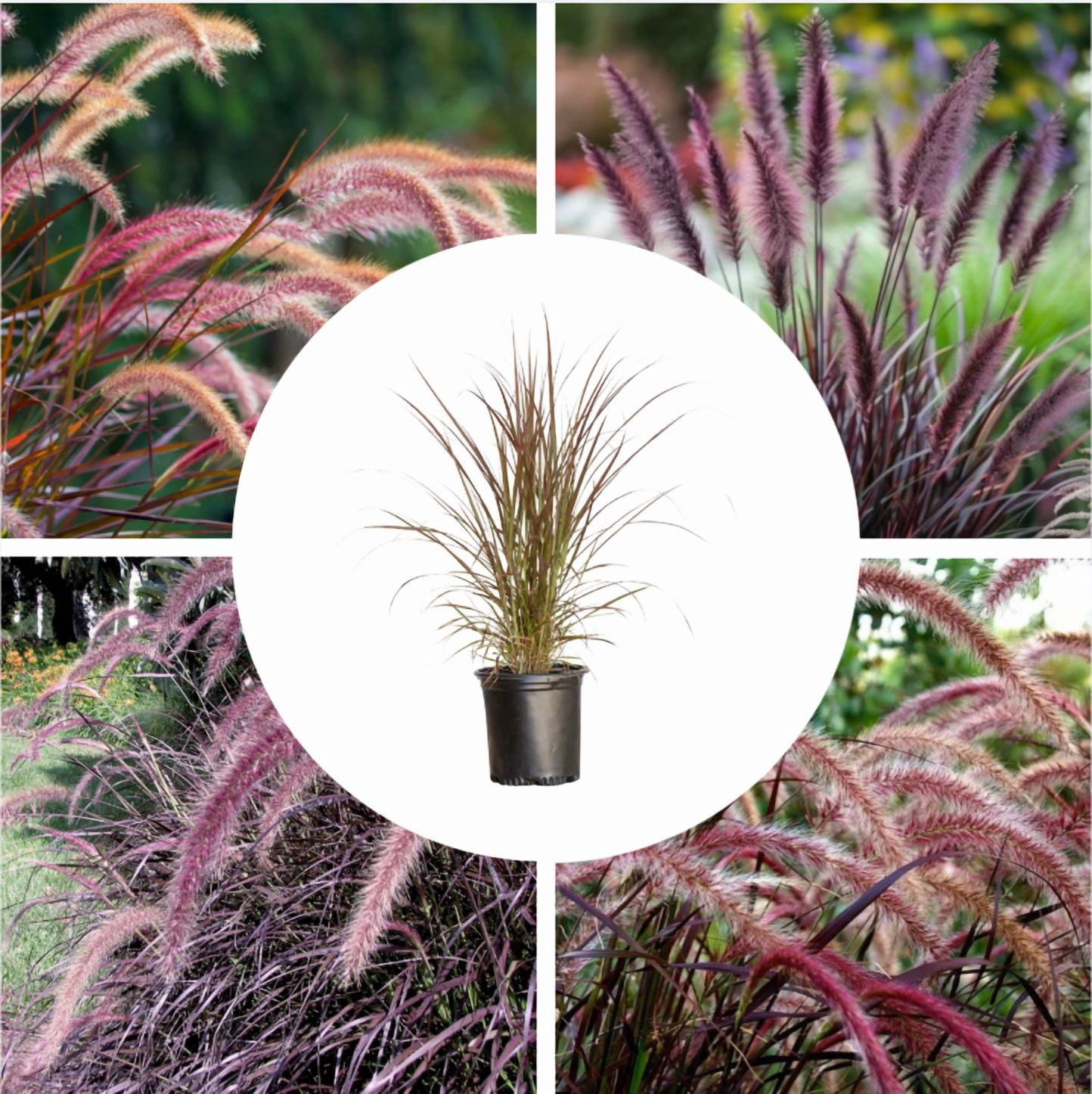 Set 2 Purple Pennisetum Fountain Grass Plant Live for Planting ...