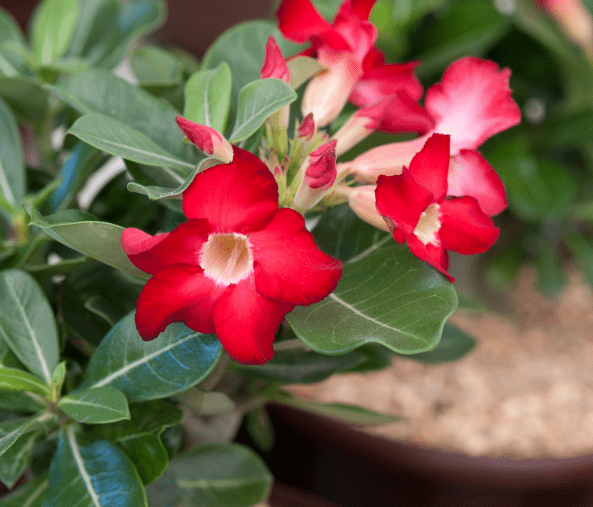 Set 2 Red Desert Rose Plants Live for Planting, Desert Rose Plants ...