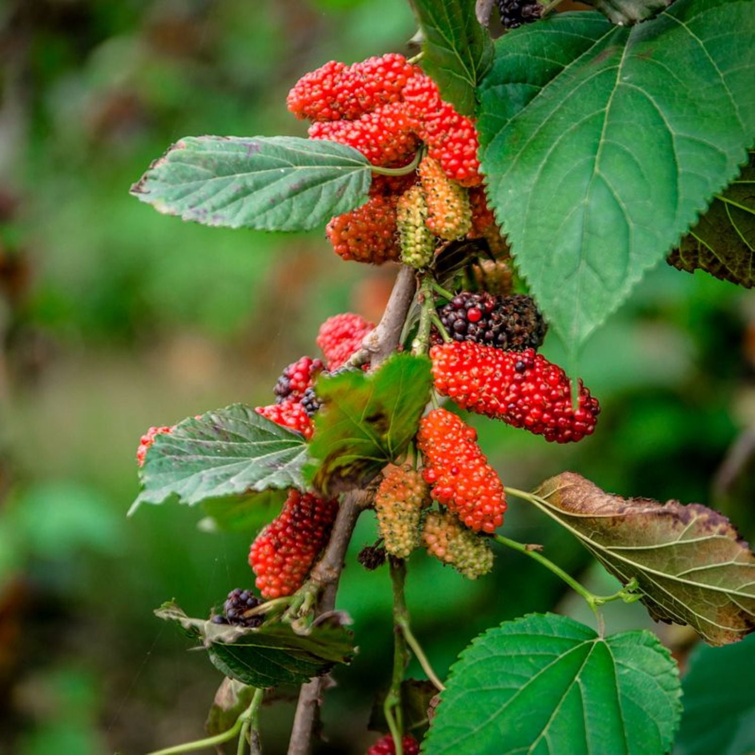Set 2 Red Mulberry Plant Live for Planting 4 to 8 Inch Tall, Sweet ...