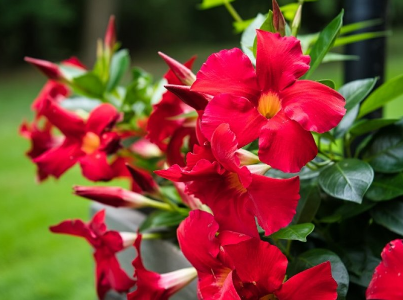 Set 2 Red Riding Hood Mandevilla Plants Live for Planting, Tropical ...