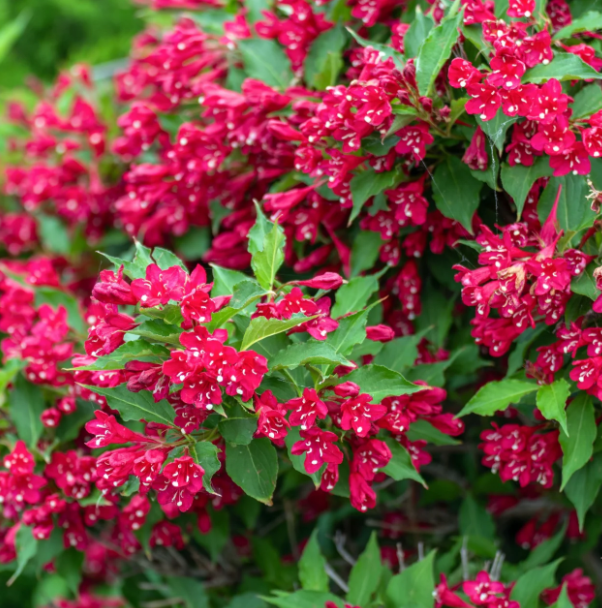 Set 2 Red Weigelia Plants Live for Planting, Flowering Weigela Bush ...