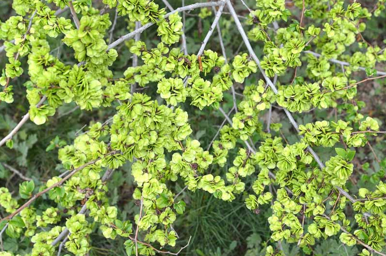 Set 2 Siberian Elm Trees Live Plant Bare Roots Dormant 6-12" Tall, Cold ...