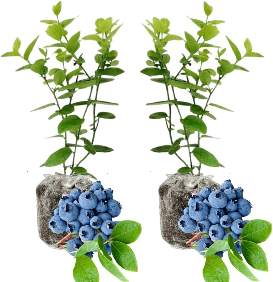 Set 2 Top Hat Blueberry Live Plants, Starter Plant, Dwarf Fruit Tree ...