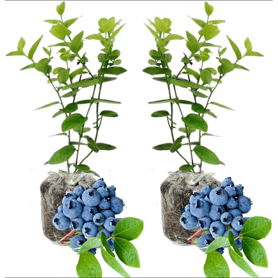 Set 2 Top Hat Blueberry Live Plants, Starter Plant, Dwarf Fruit Tree ...