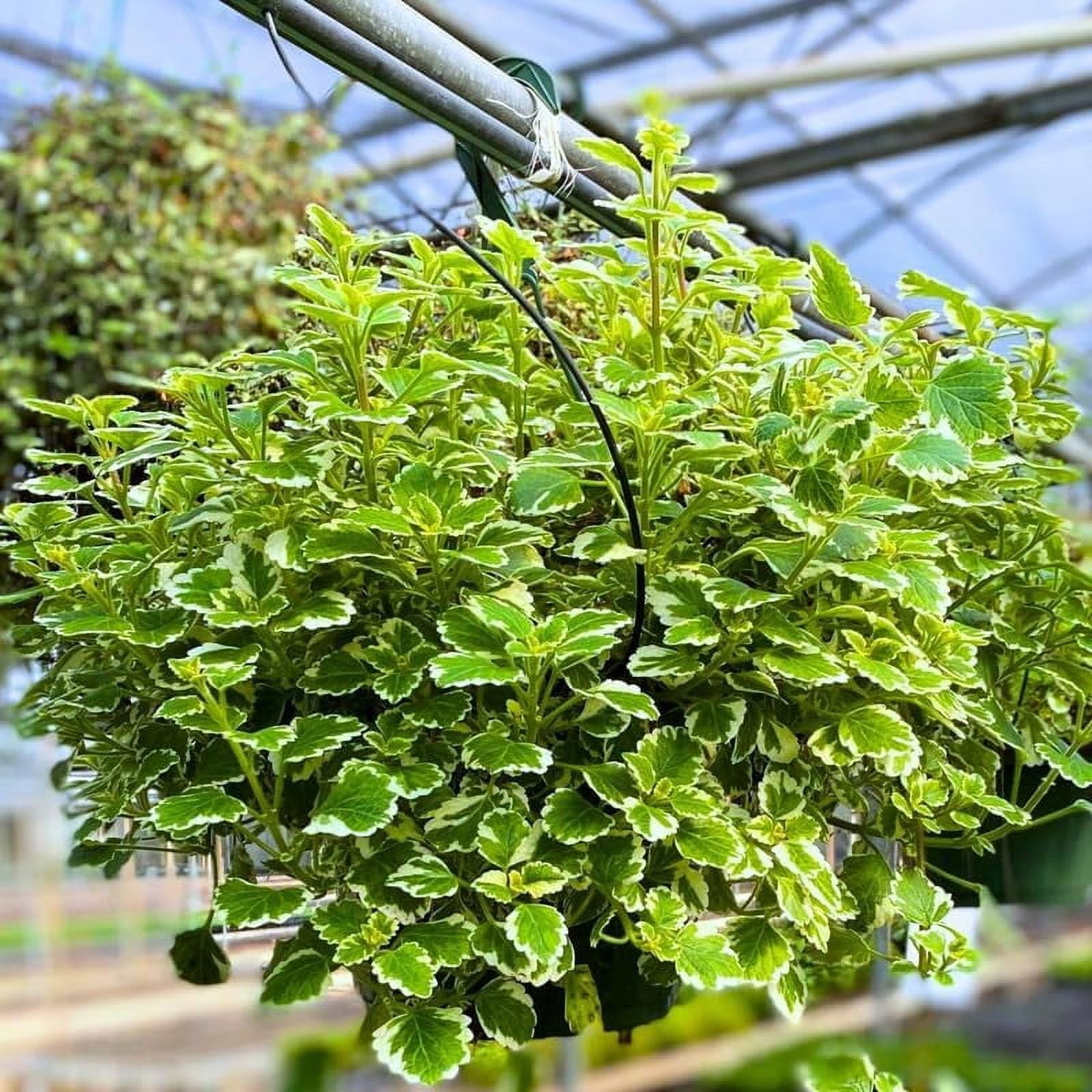 Variegated Swedish Ivy Live Plants (2 Count), Plectranthus Fragrant ...