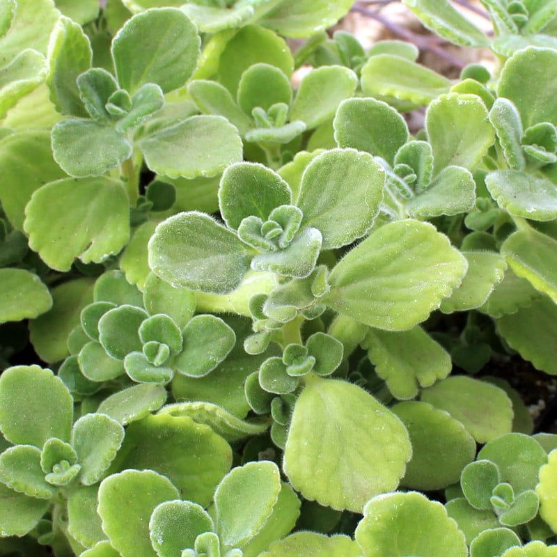 Set 2 Vicks Plants 4-7" Tall for Planting, Plectranthus Plants ...