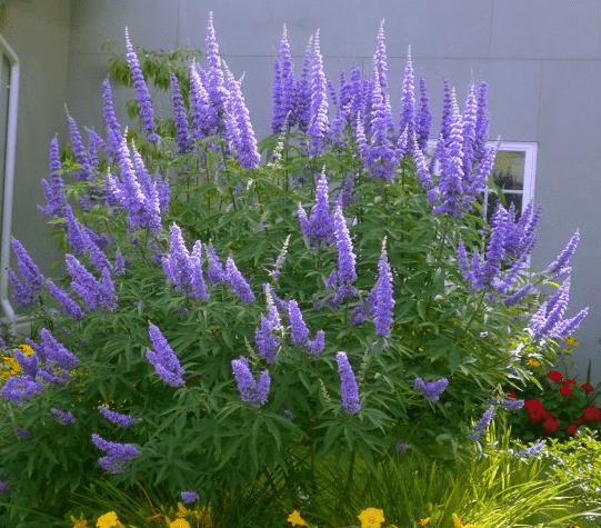 Set 2 Vitex Plants Live for Planting, Lilac Chastetree Plants Lilac ...