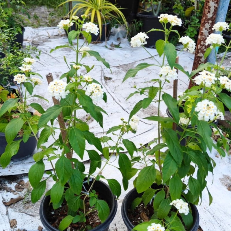 Set 2 White Live Lantana Plants 4-8 Inch Starter, Lantana Live Plant ...