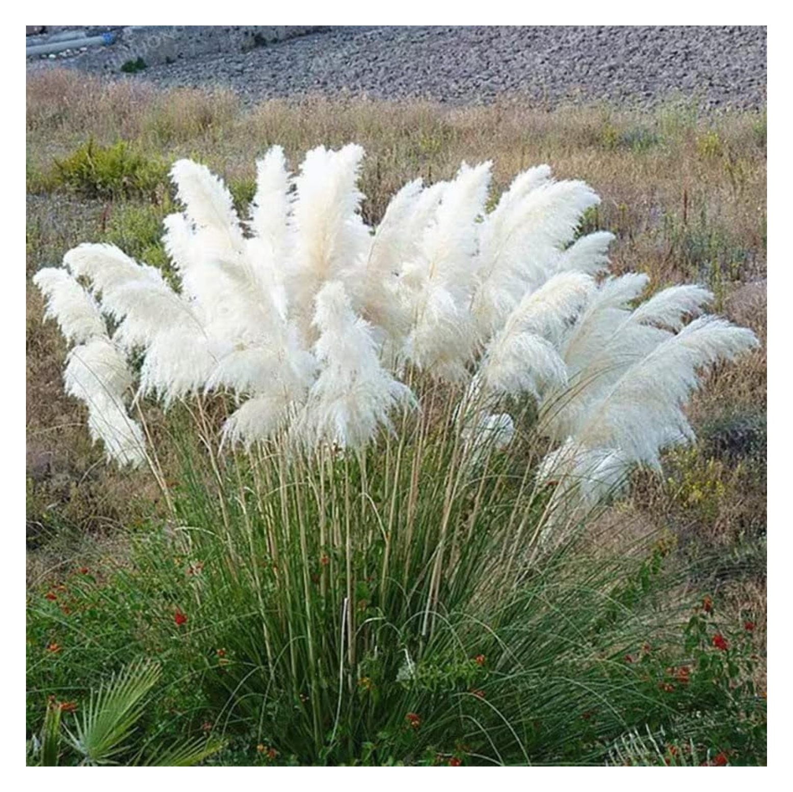 Set 2 White Pampas Grass Plants Live Clumps Pruned 6 To 10 Inches Tall Ornamental Grasses Live