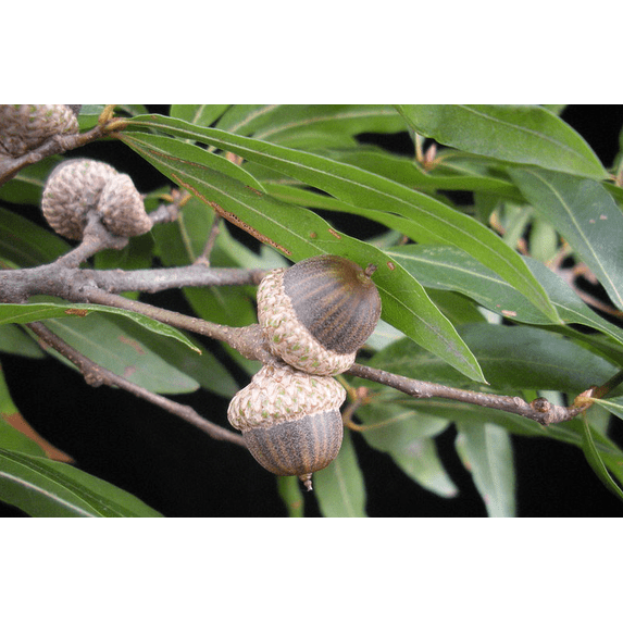 Set 2 Willow Oak Live Tree Bare Roots 12-18" Tall, 1 Year Old Willow ...