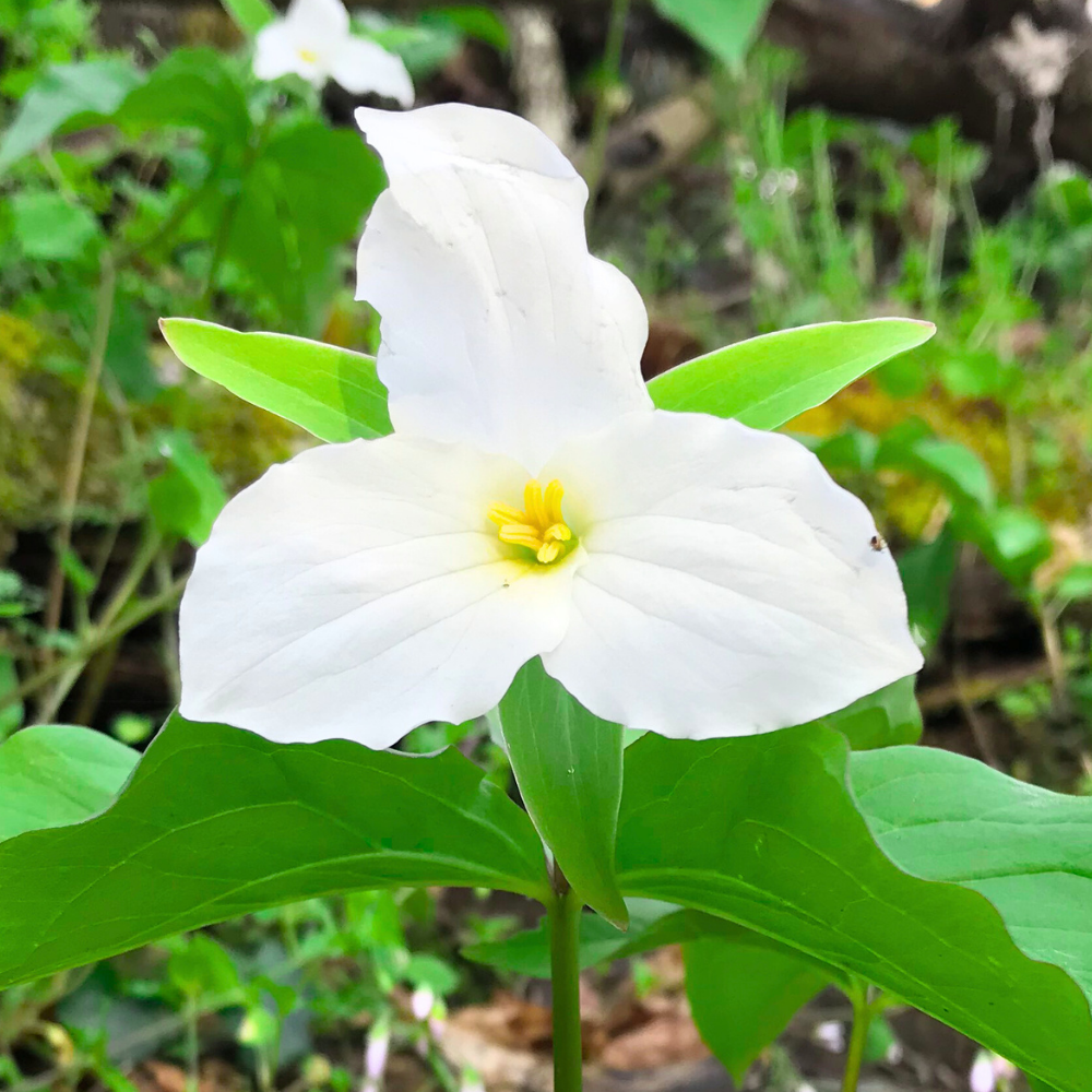 Set 20 Bulbs of Dormant White Trillium for Gardening, White Flowers ...