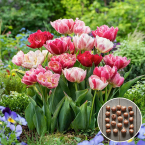 Peony Bulbs in Plant Bulbs - Walmart.com