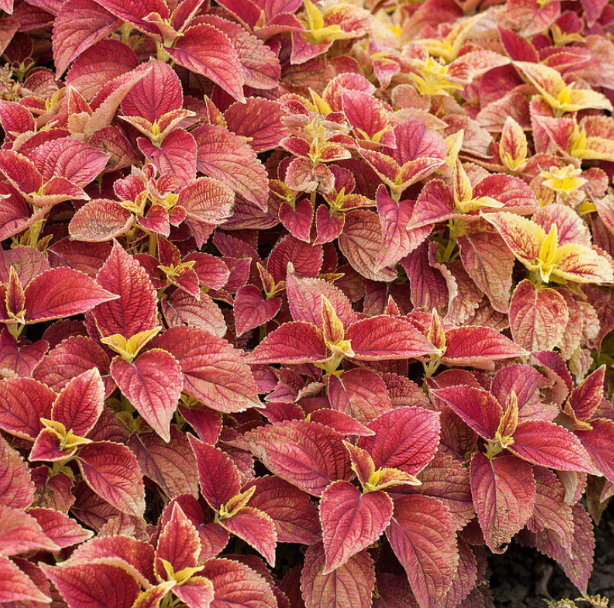 Set 3 Alabama Sunset Coleus Live Plants, Colorful Foliage Houseplant or ...