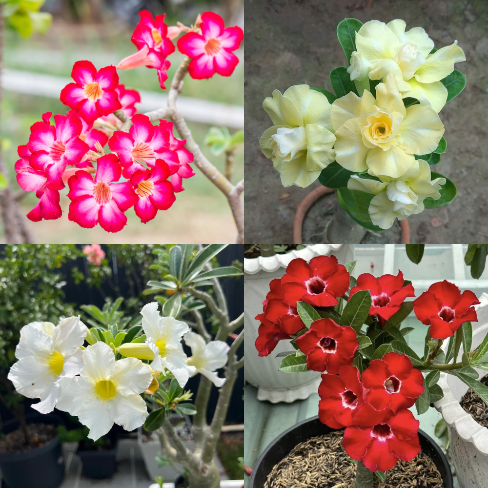 Set 3 Desert Rose Plants Live, Assorted Adenium Desert Rose, 4-7" Tall ...