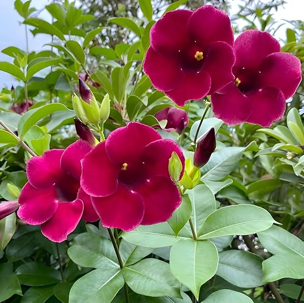 Set 3 Dwarf Allamanda Plants Live for Planting, Allamanda Compacta ...