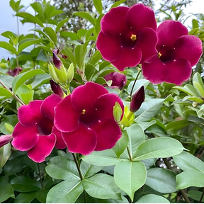 Trumpet Vine Plants