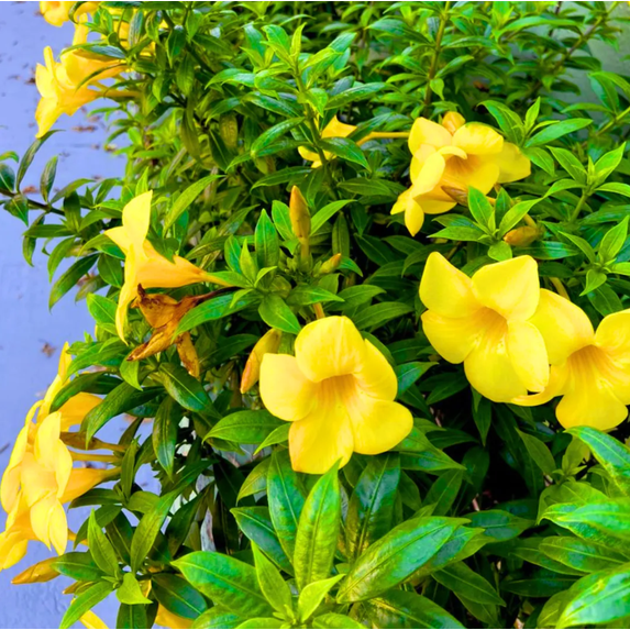 Set 3 Dwarf Allamanda Plants Live for Planting, Allamanda Compacta ...