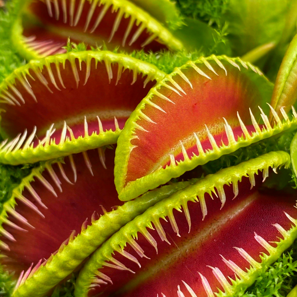 Set 3 Giant Venus Flytraps Live Plants, Well-Started Fly Trap Plants ...