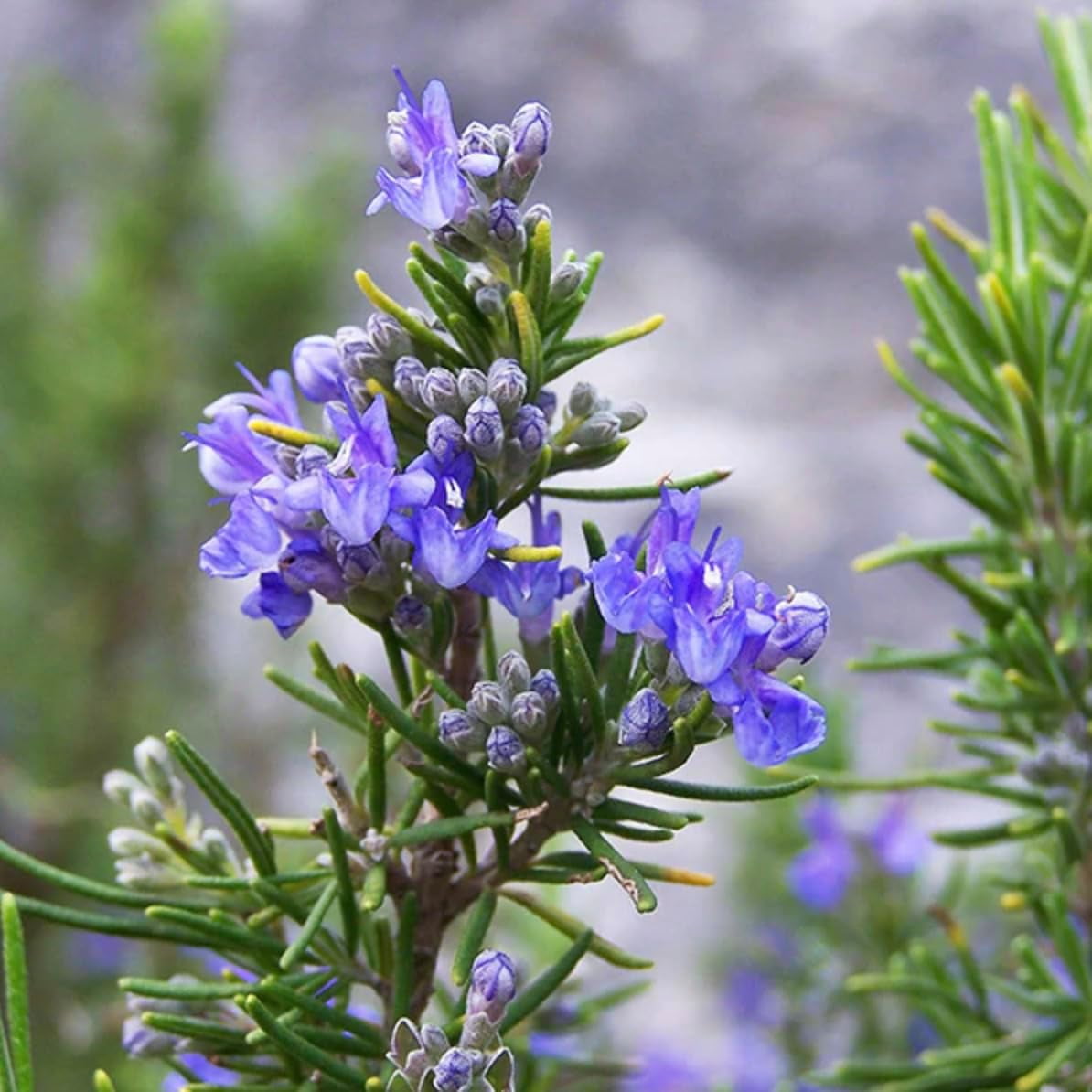 Set 3 Tuscan Blue Rosemary Live Tuscan Blue Rosemary Plants - 4-8 ...