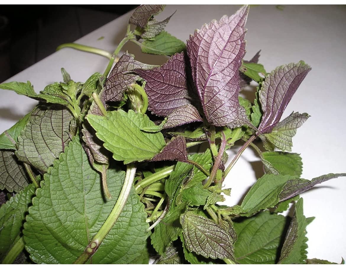 Set of 3 Vietnamese Vegetables Ngò GAI, H2FSDRau Càng Cua và Rau tía tô ...