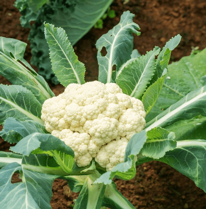 Extraordinary Live Vegetable Plants Photos