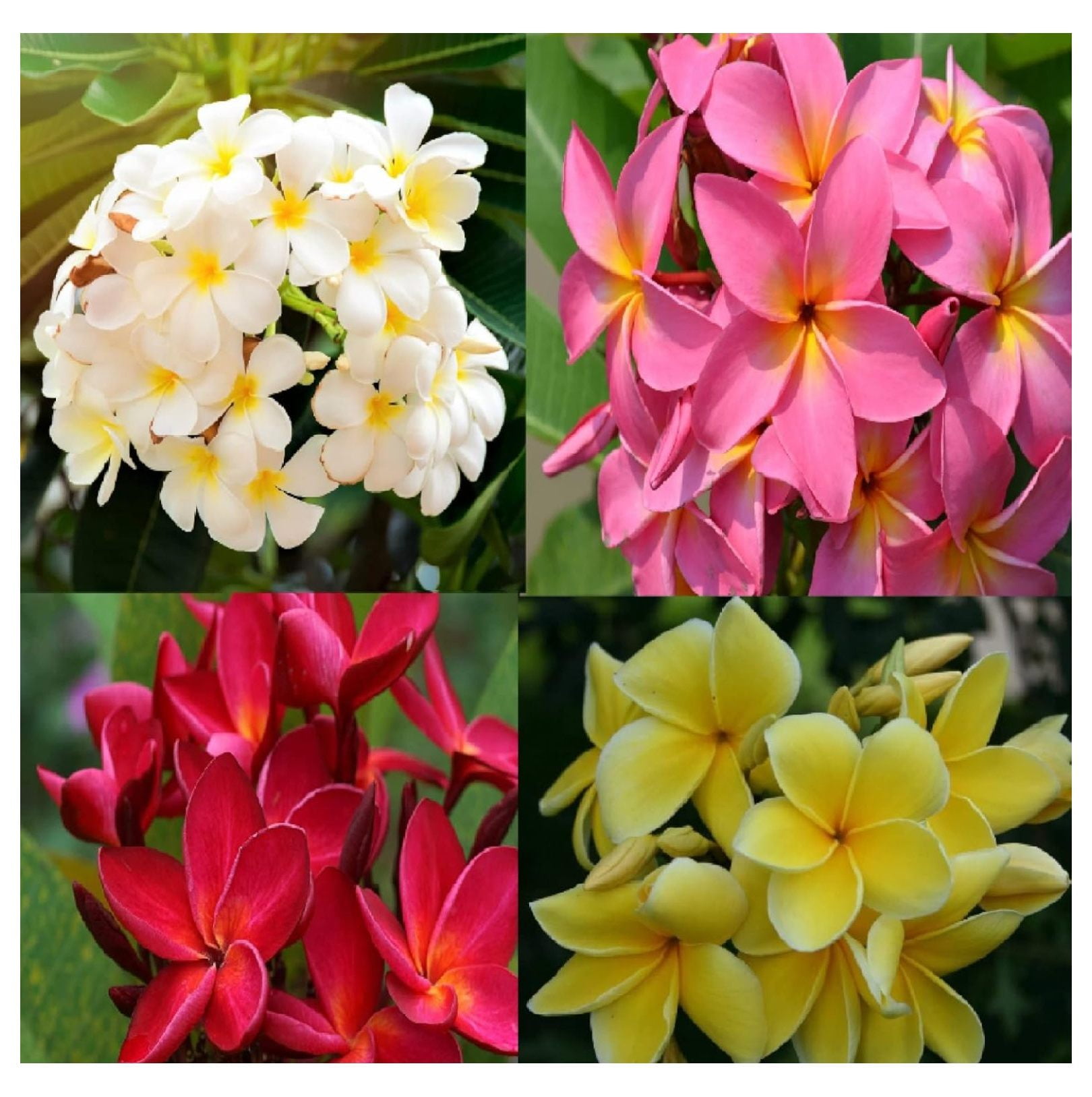 Plumeria Cuttings From Hawaii