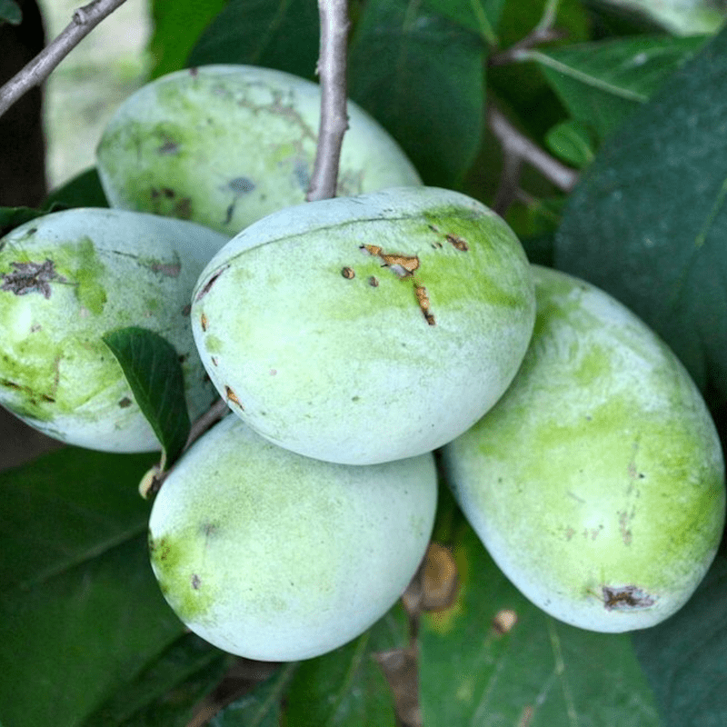 Set 4 Pawpaw Tree Live Plant Bare Roots, Hardy Paw Paw Plant, 6 to 12 ...