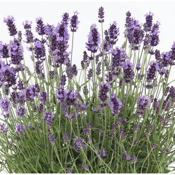 Set 4 Provence French Lavender Plants 3-6" Tall for Planting - Very ...
