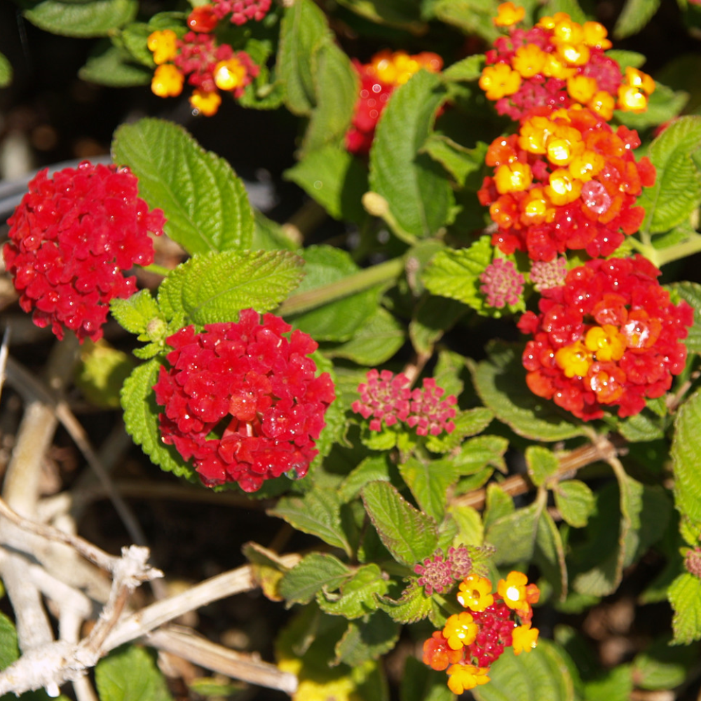 Set 4 Red Lantana Plants Live for Planting, 4-8 Inch Height, Ornamental ...